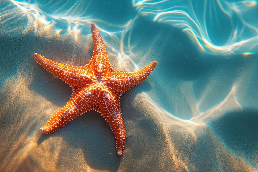 Top view underwater photo starfish | Free Photo - rawpixel