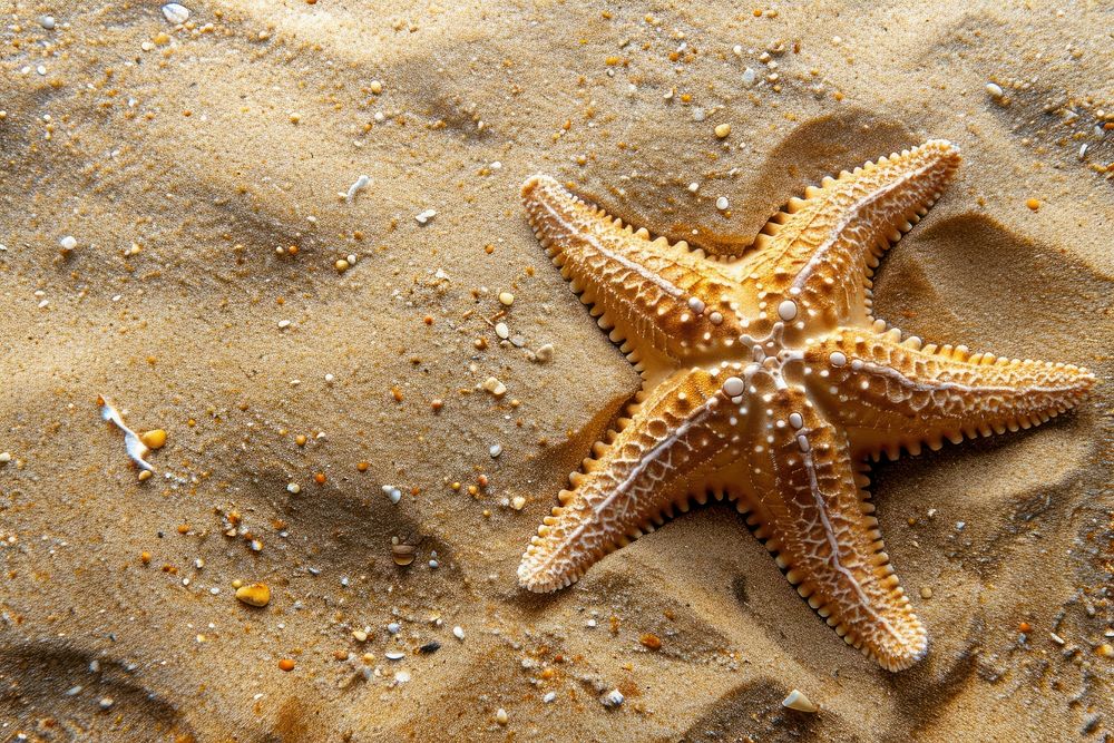Top view underwater photo starfish | Free Photo - rawpixel