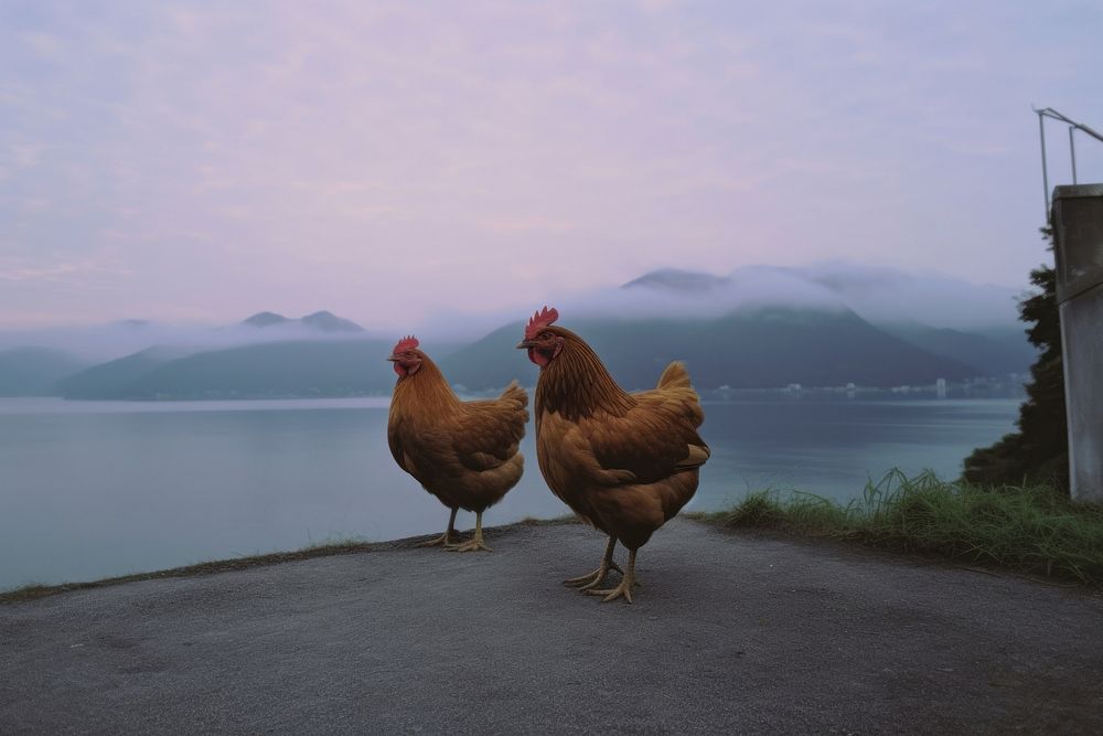 Two free-range chickens sunrise poultry | Free Photo - rawpixel