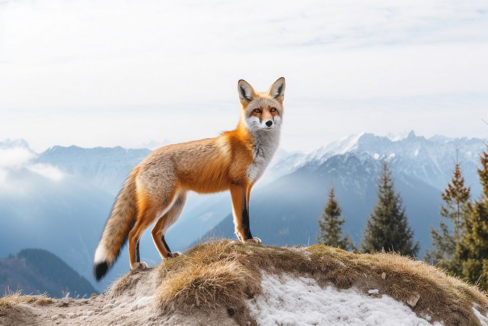 Fox mountain wildlife animal mammal. | Premium Photo - rawpixel