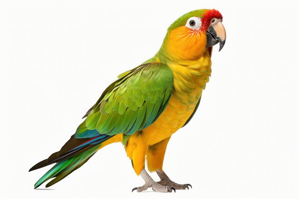 Parrot transparent parrot animal bird. | Premium Photo - rawpixel