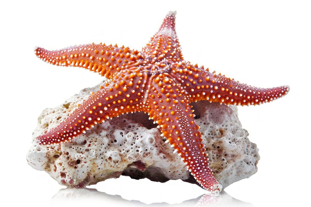 Starfish starfish animal invertebrate. | Premium Photo - rawpixel