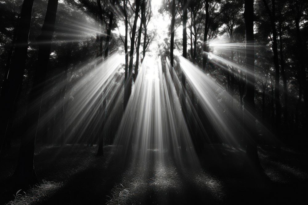 Forest flash sunlight outdoors. AI | Premium Photo - rawpixel