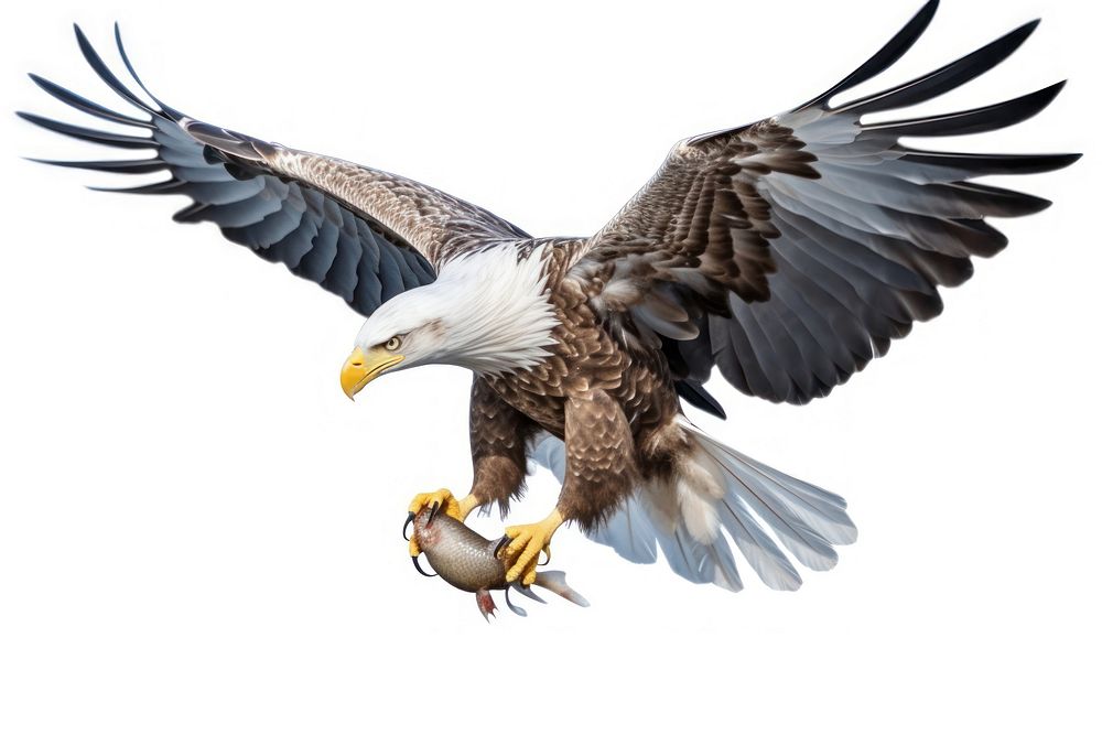 White eagle flying animal bird. | Premium Photo - rawpixel