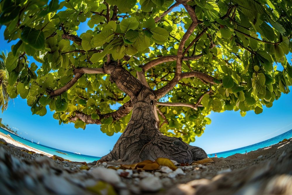 tropical tree landscape outdoors nature. | Premium Photo - rawpixel