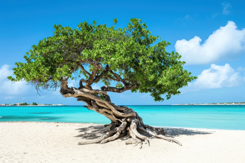 tropical tree beach landscape outdoors | Free Photo - rawpixel