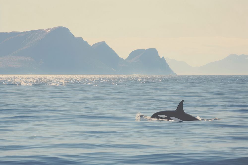 Orca ocean landscape outdoors. | Premium Photo - rawpixel