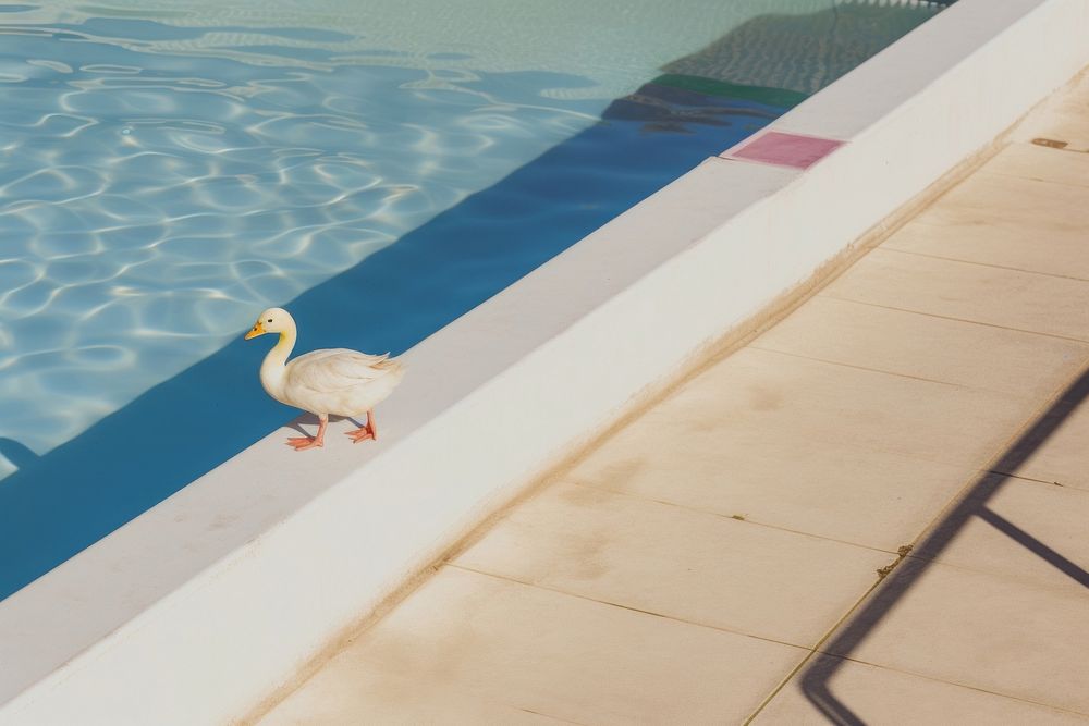 Swimming pool animal bird duck. | Premium Photo - rawpixel