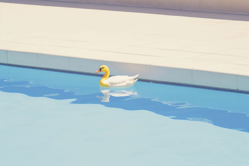 Swimming pool duck animal bird. | Premium Photo - rawpixel