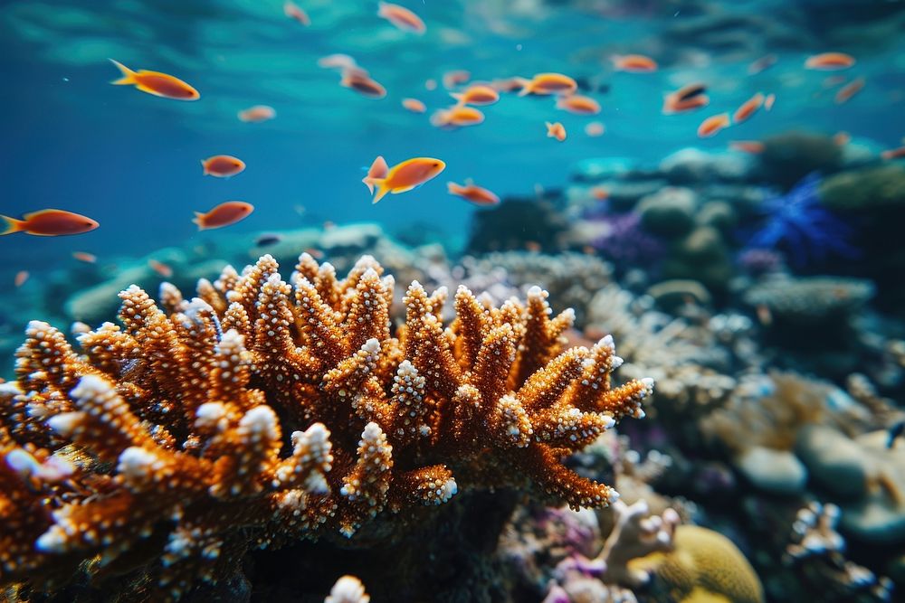 Random real amazing corals group | Free Photo - rawpixel