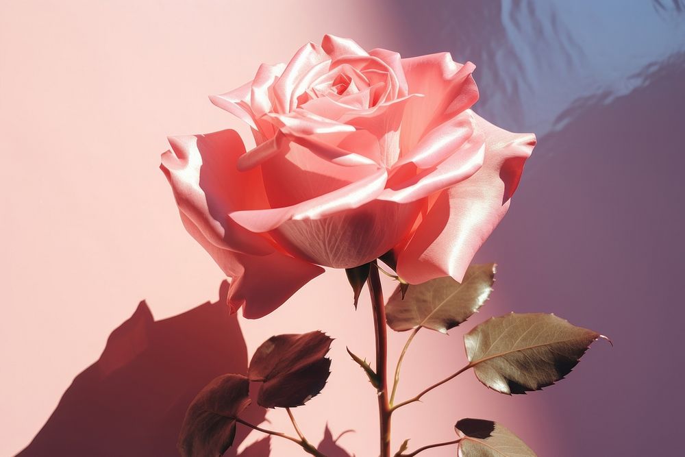 Valentine rose flower petal. AI | Free Photo - rawpixel