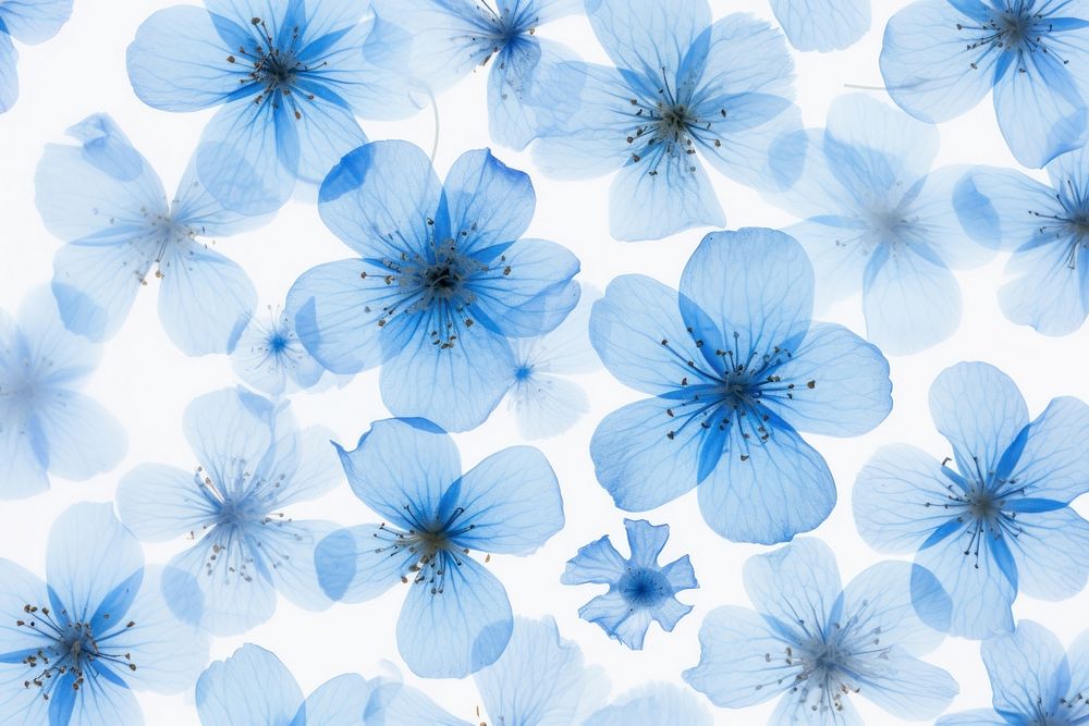 Real Pressed blue flower pattern | Premium Photo - rawpixel
