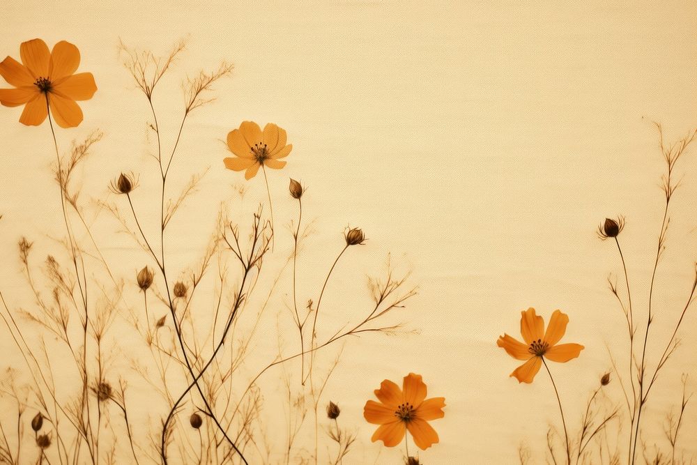 Real Pressed cosmos border flower | Free Photo - rawpixel