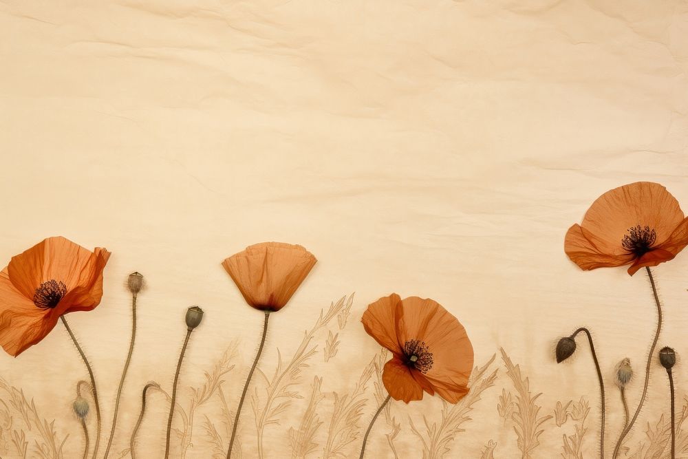 Real Pressed poppy border flower | Free Photo - rawpixel