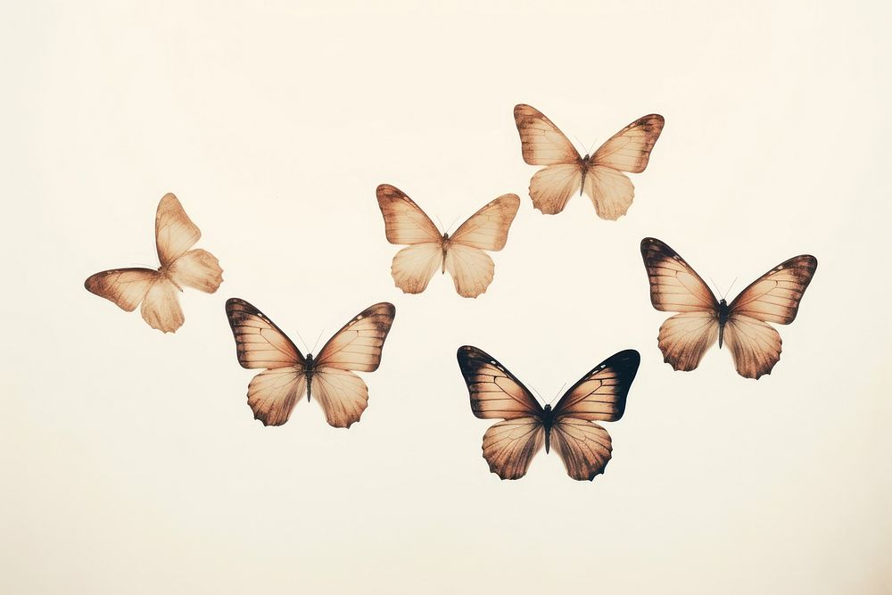 Aesthetic photography butterflys animal insect | Free Photo - rawpixel