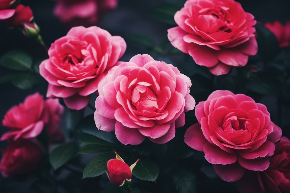 Rose flowers blossom petal plant. | Premium Photo - rawpixel