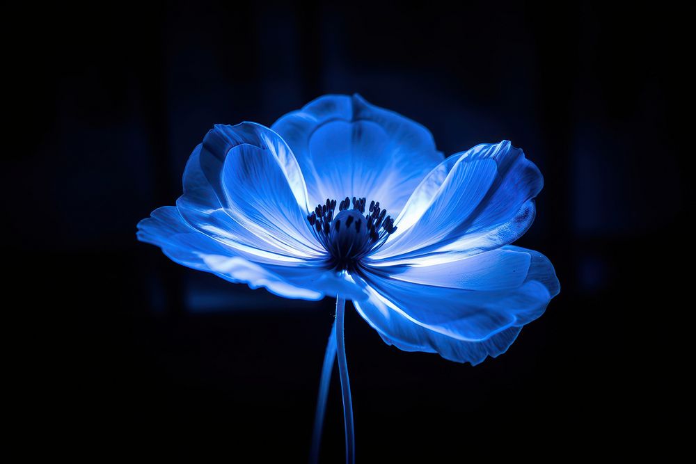 Photography blue flower light plant | Free Photo - rawpixel