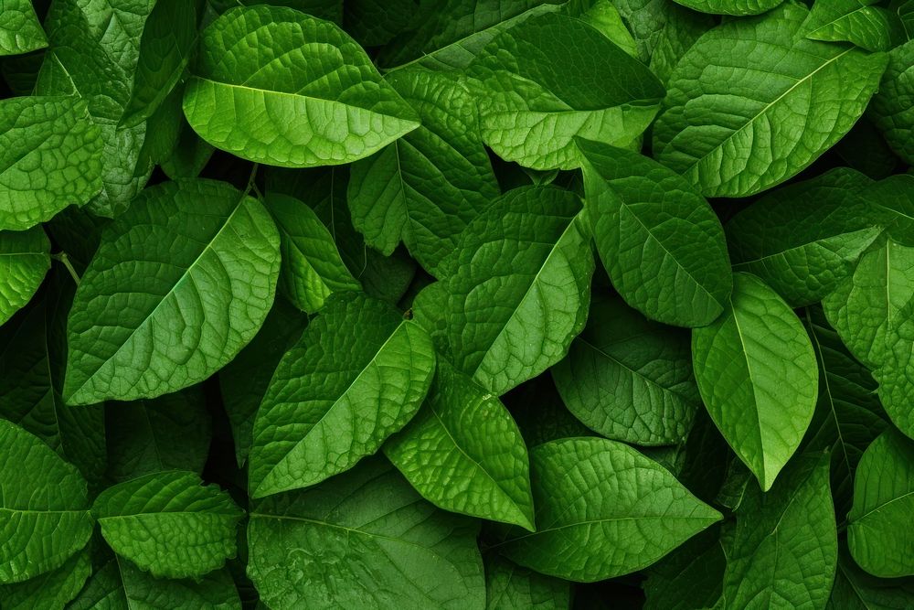 Leaves texture background backgrounds plant | Free Photo - rawpixel