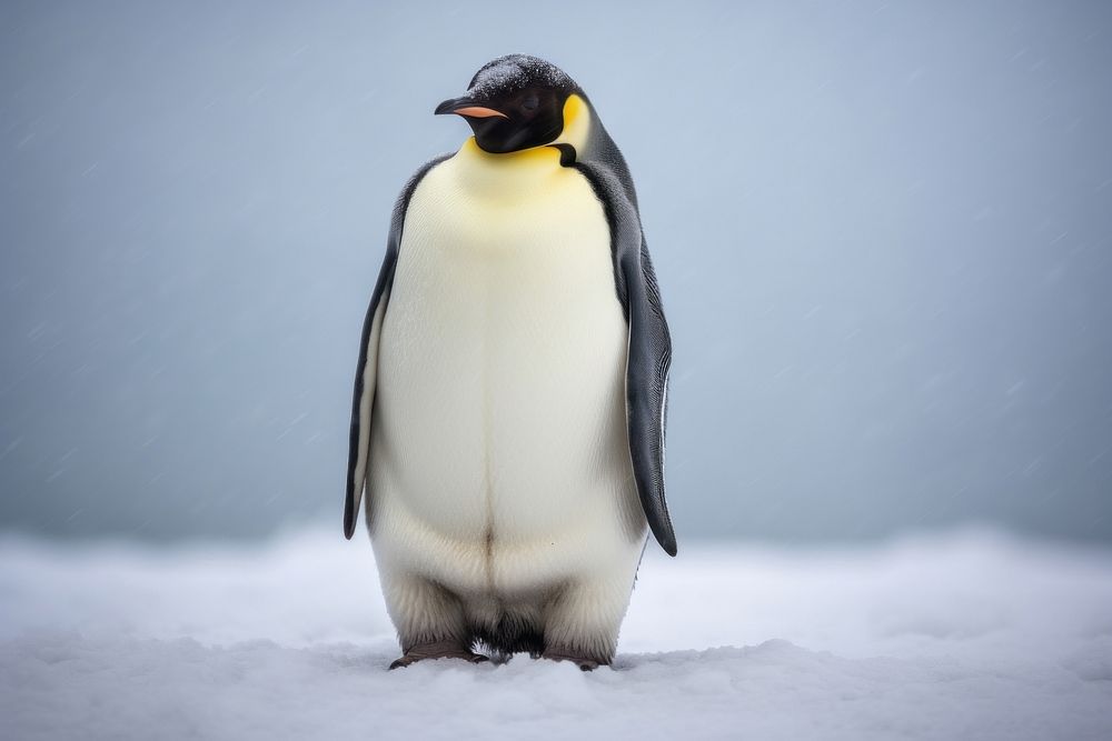 Emperor penguin looking camera animal | Premium Photo - rawpixel