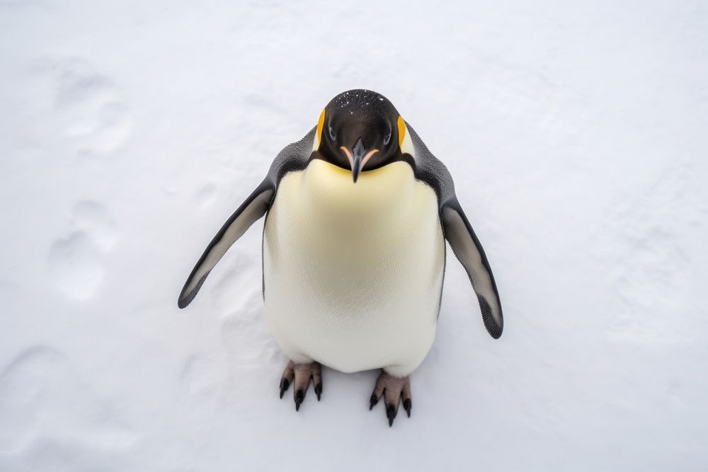 Emperor penguin looking camera animal | Premium Photo - rawpixel