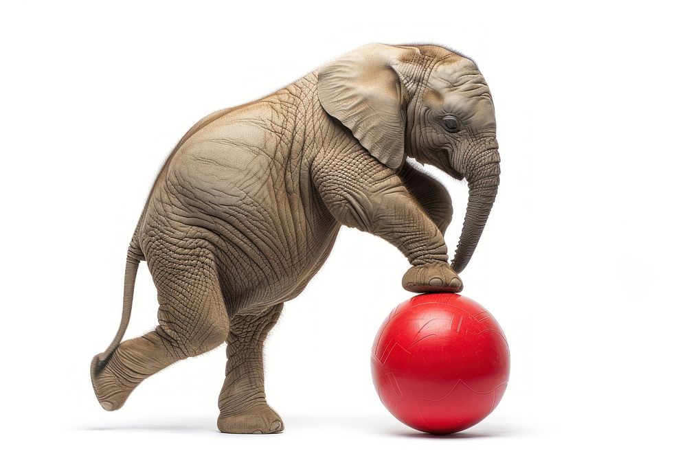 African elephant balancing ball wildlife | Free Photo - rawpixel