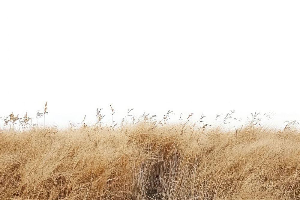 Wheat field wheat backgrounds grassland. | Premium Photo - rawpixel