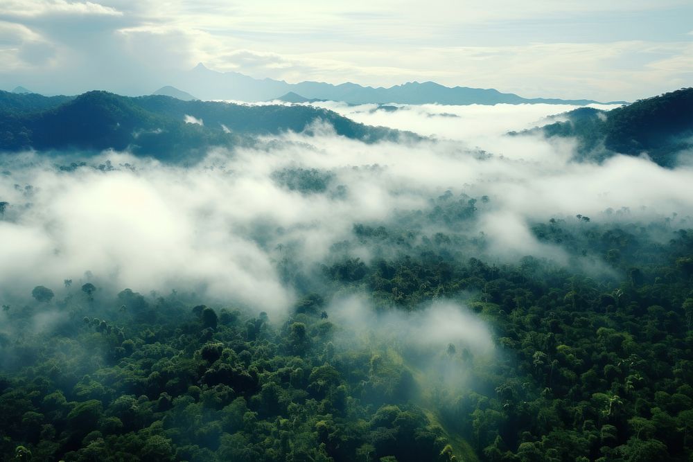 Rainforest sky fog landscape. | Free Photo - rawpixel