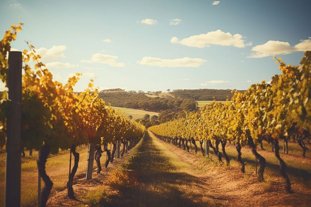 Vineyard landscape outdoors nature. | Premium Photo - rawpixel