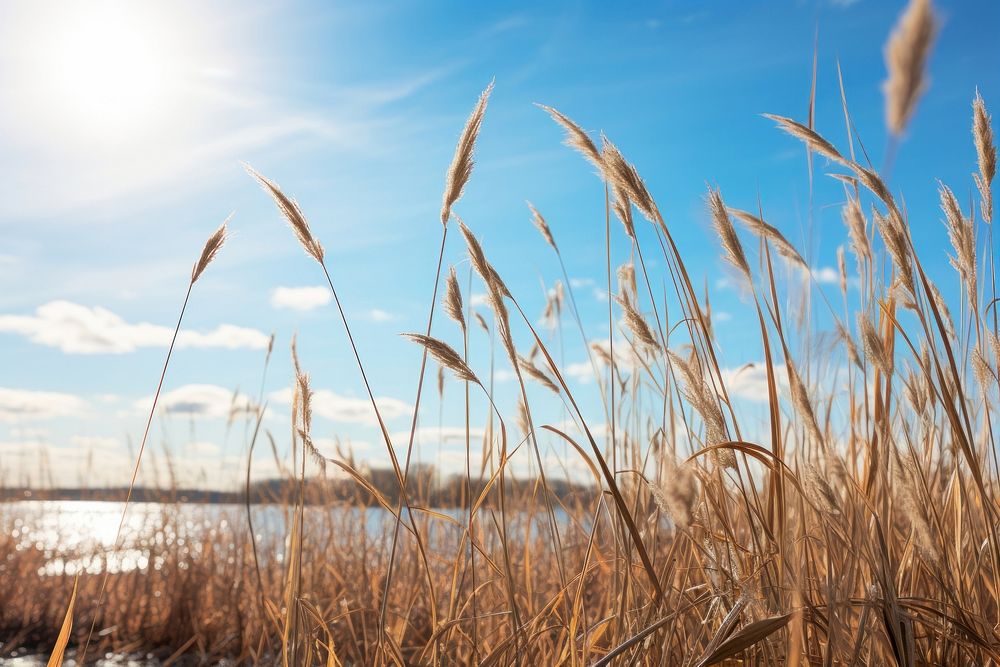 Marsh reed sky landscape | Free Photo - rawpixel