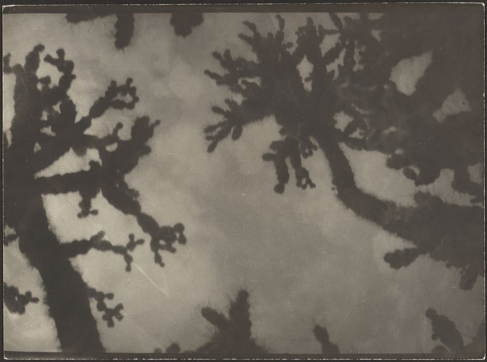 Joshua Trees by Louis Fleckenstein | Free Photo - rawpixel