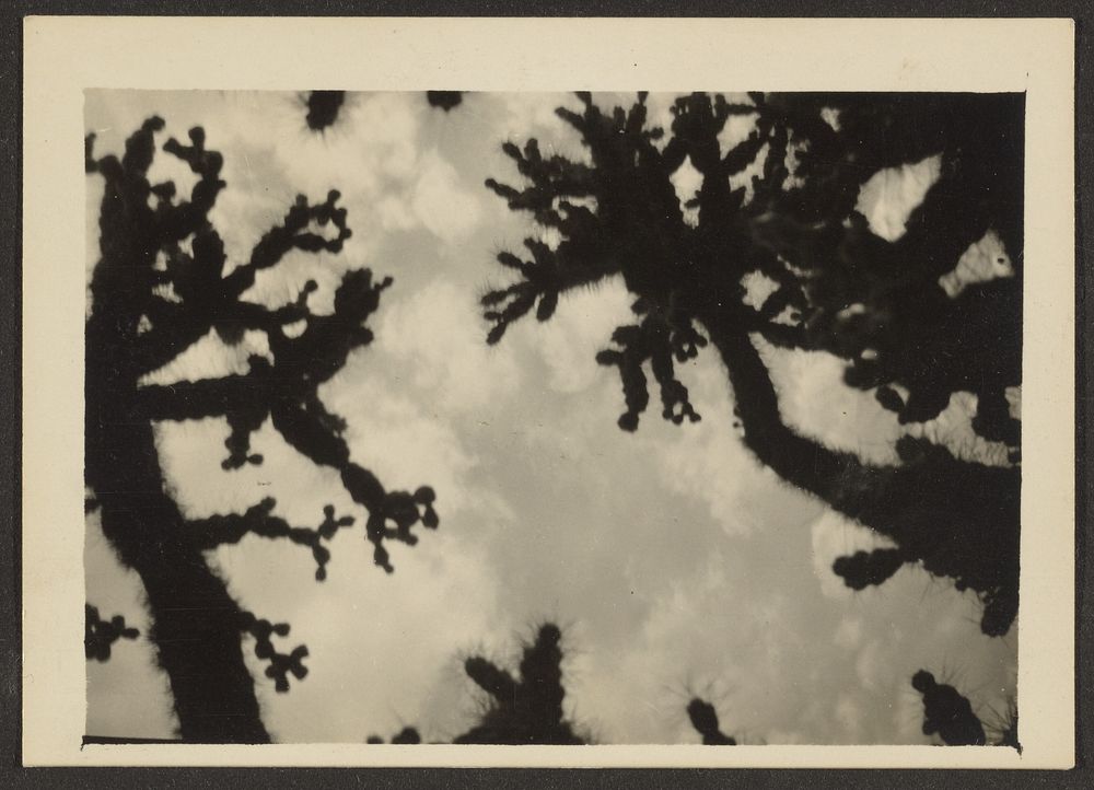 Joshua Trees by Louis Fleckenstein | Free Photo - rawpixel