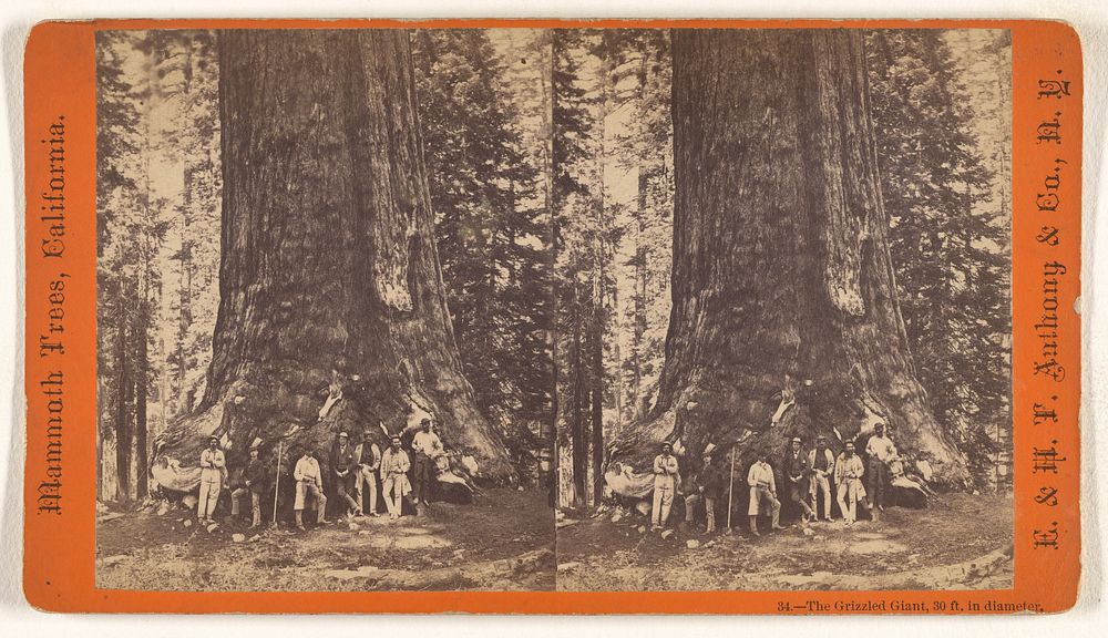 Grizzled Giant, 30 ft. diameter. | Free Photo - rawpixel