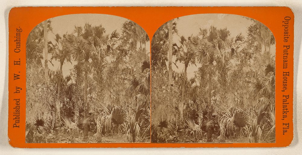 Palm Trees, Palatka, Florida W | Free Photo - rawpixel