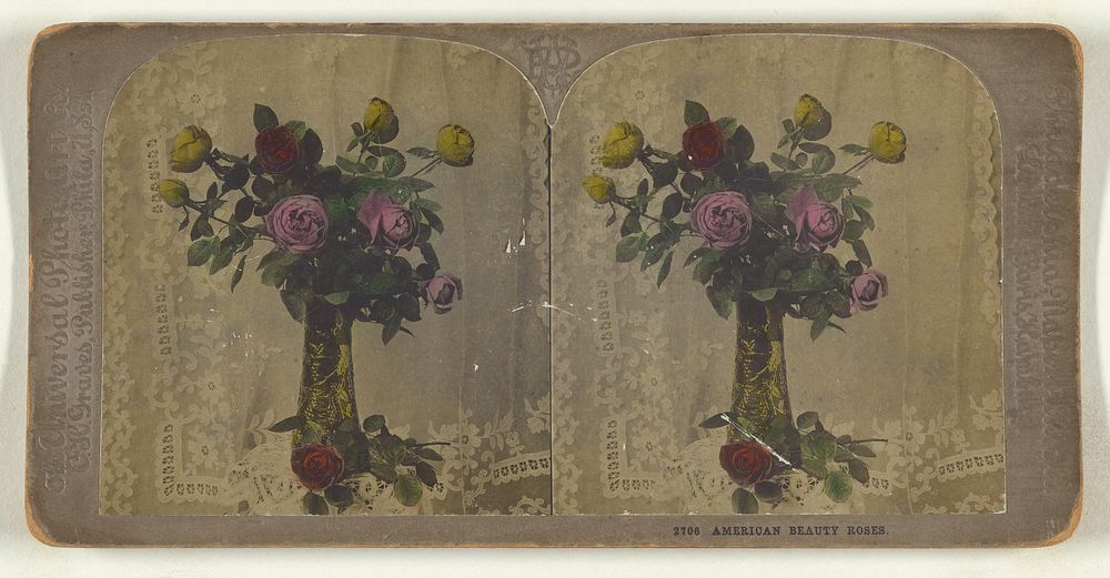 American Beauty Roses. Carleton H | Free Photo - rawpixel