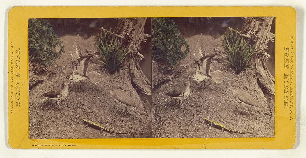 Class II, Order IV, Grallae. | Free Photo - rawpixel