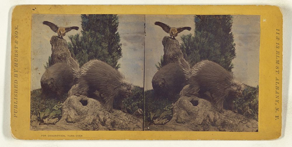 Class I, Order IV, Rodentia | Free Photo - rawpixel