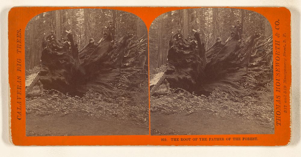 Root Father Forest. Thomas Houseworth | Free Photo - rawpixel