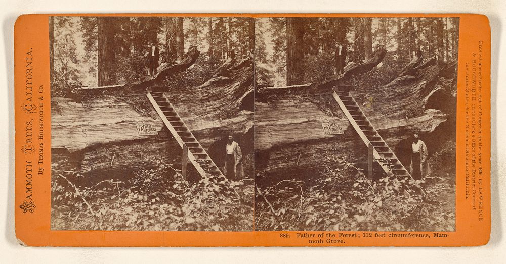 Father Forest; 112 feet circumference, | Free Photo - rawpixel