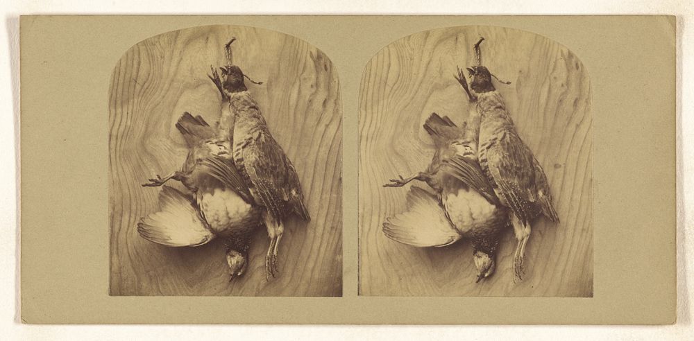 Still life dead bird hung | Free Photo - rawpixel