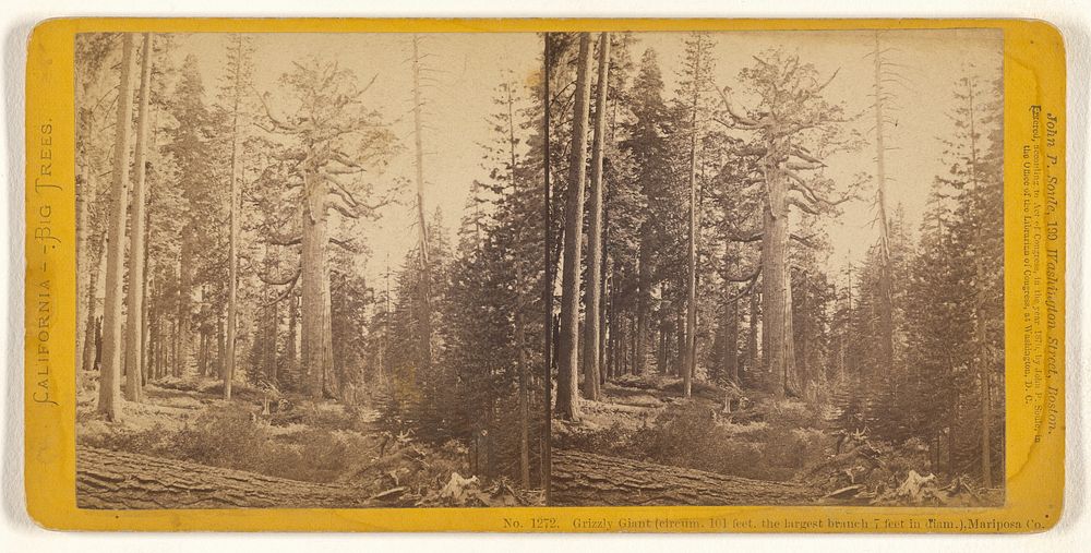 Grizzly Giant (circum. 101 feet, | Free Photo - rawpixel