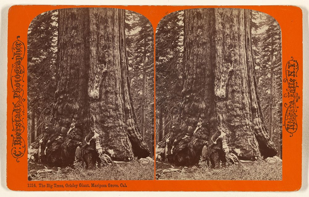 Big Trees, Grisley [sic] Giant | Free Photo - rawpixel