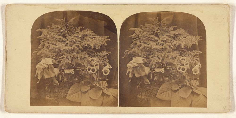 Flower study | Free Photo - rawpixel