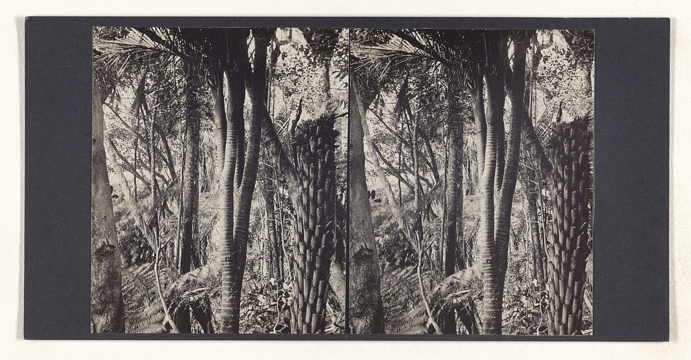 Very rare freak nature. 4 | Free Photo - rawpixel