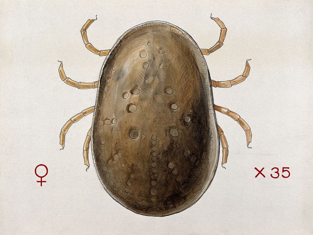 tick (Argas persicus). Coloured drawing | Free Photo Illustration ...