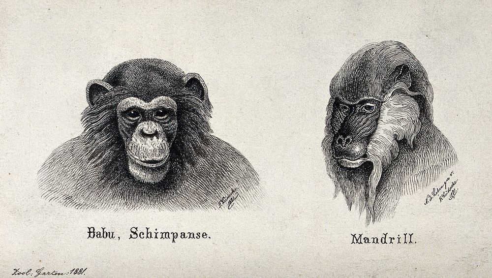 Left, chimpanzee; right, mandrill (african | Free Photo Illustration ...