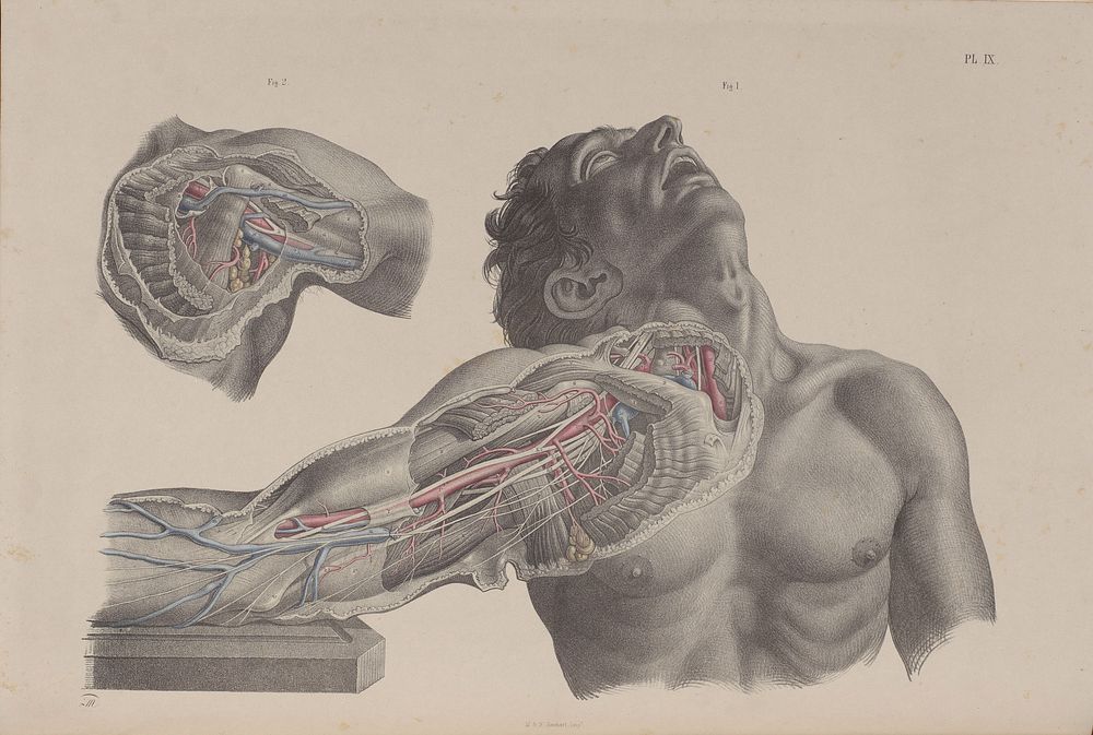 Plate IX. Surgical dissection | Free Photo Illustration - rawpixel
