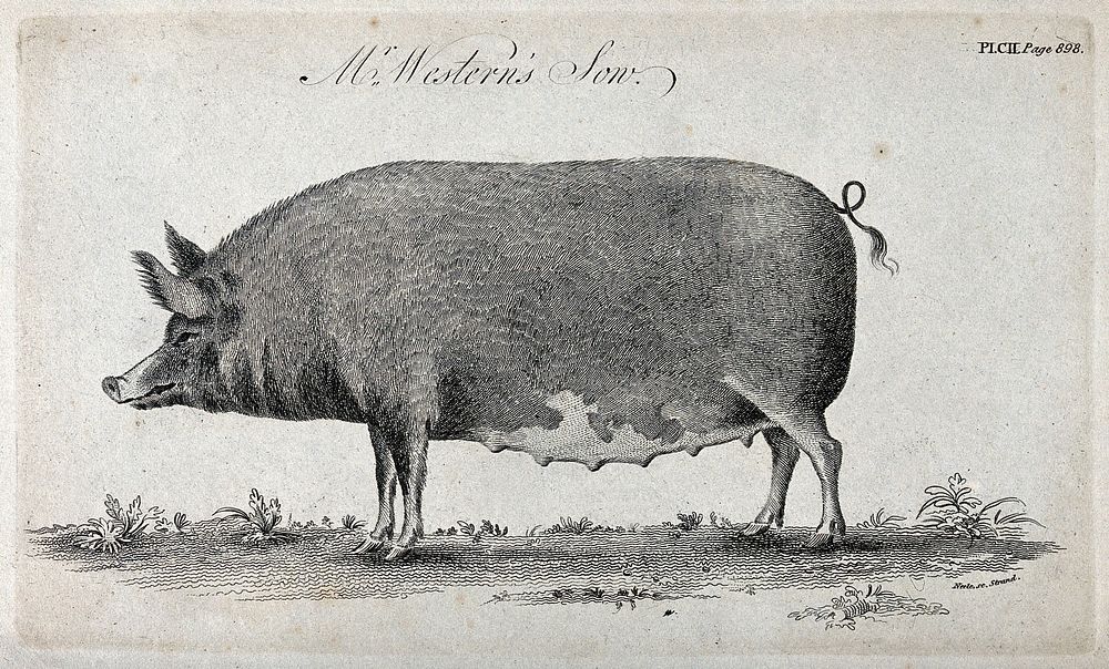 prize sow. Stipple engraving Neele. | Free Photo Illustration - rawpixel