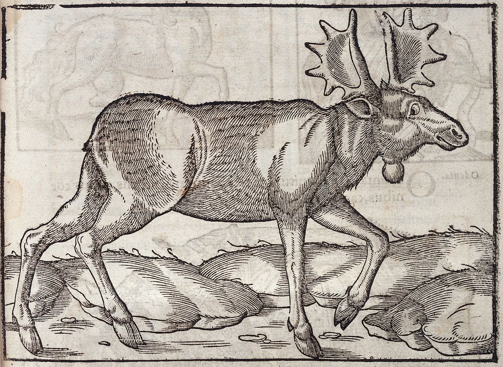 Prodigiorum ac ostentorum chronicon, : | Free Photo Illustration - rawpixel