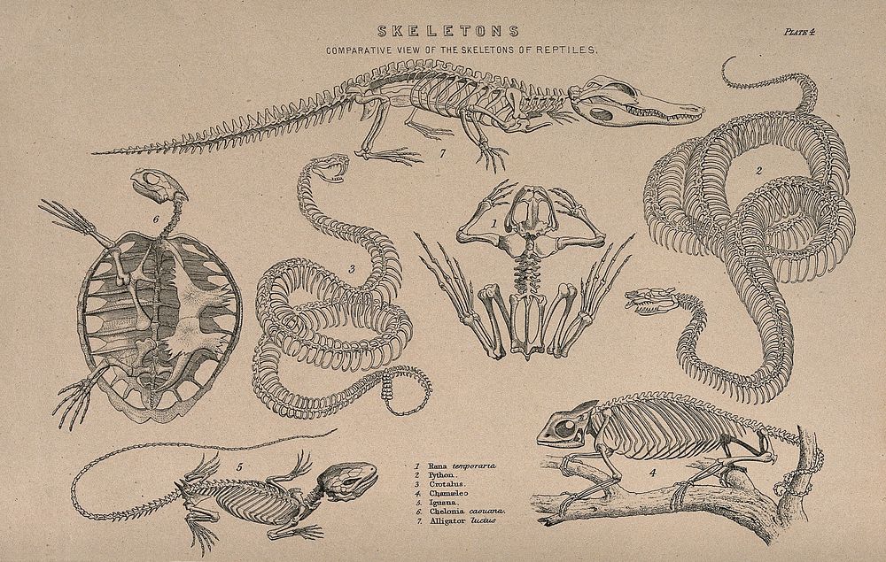 Skeletons various reptiles: seven figures, | Free Photo Illustration ...