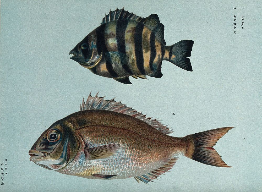 Two fish. Colour lithograph, 1884. | Free Photo Illustration - rawpixel